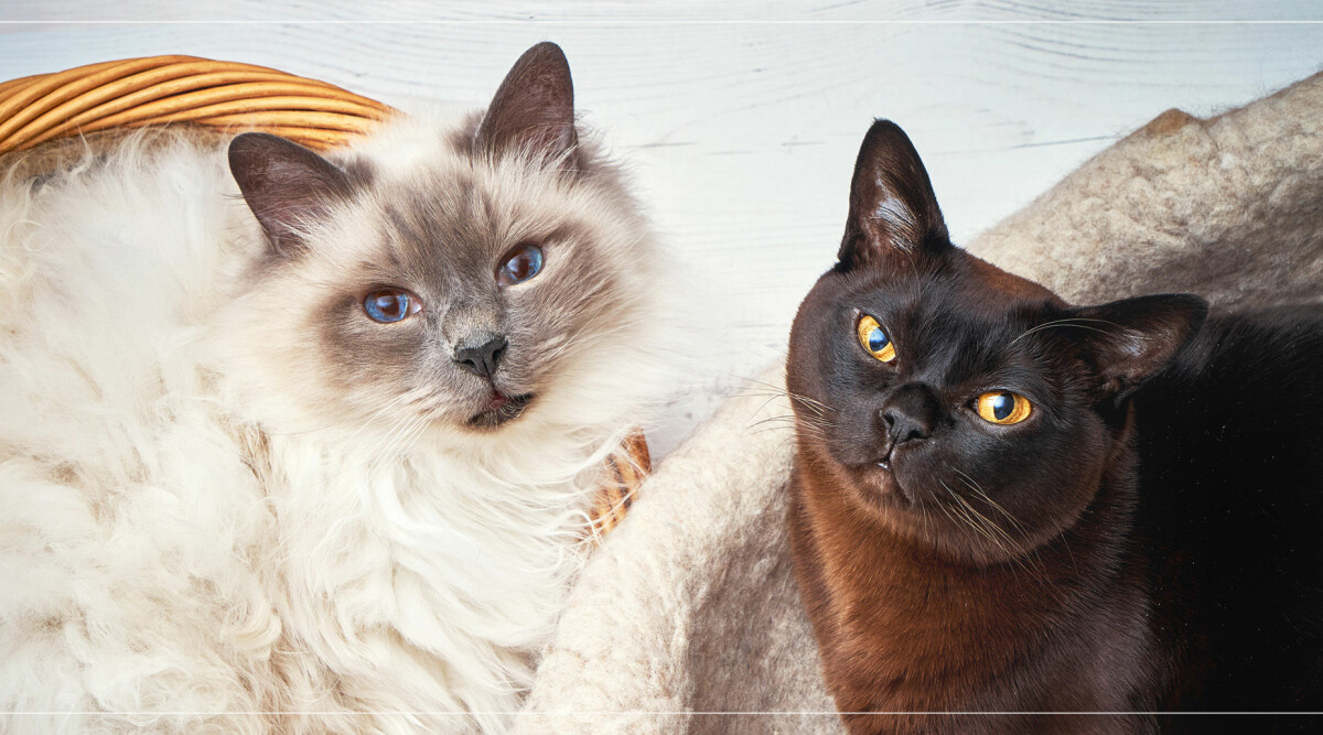 Quiz: Hur många kattraser känner du igen? | MåBra